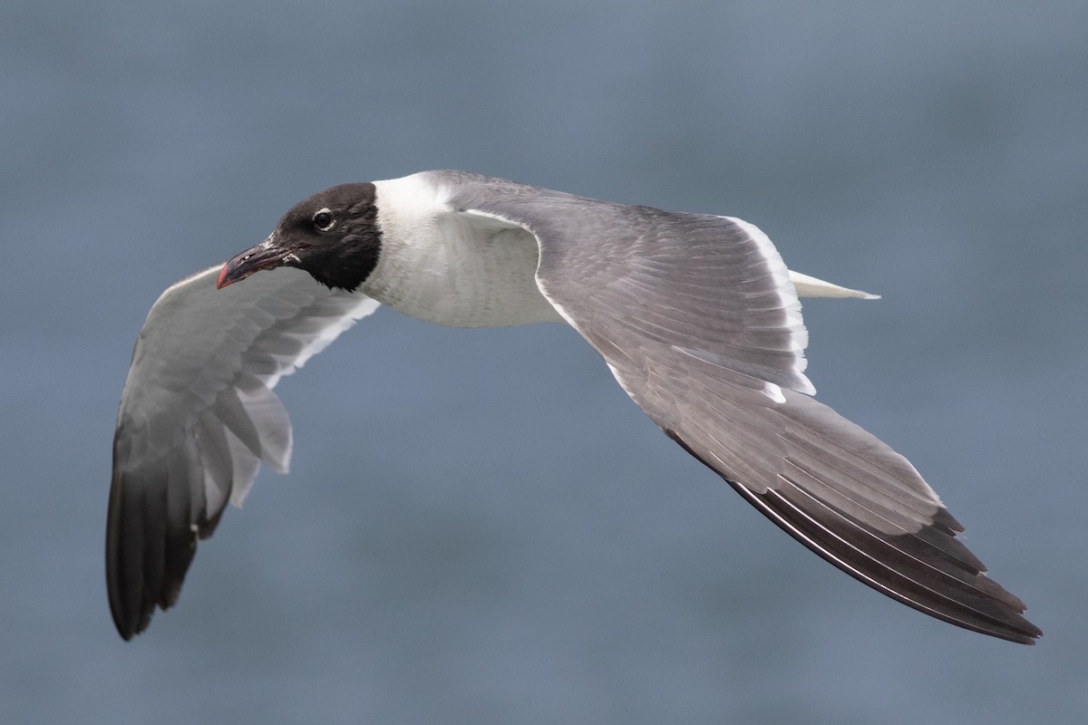 eBird Checklist - 26 Jul 2024 - Lewes-Cape May Ferry (DE waters) - 6 ...