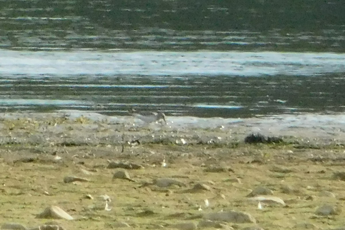 eBird Checklist - 26 Jul 2024 - Spruce Run Recreation Area - 7 species