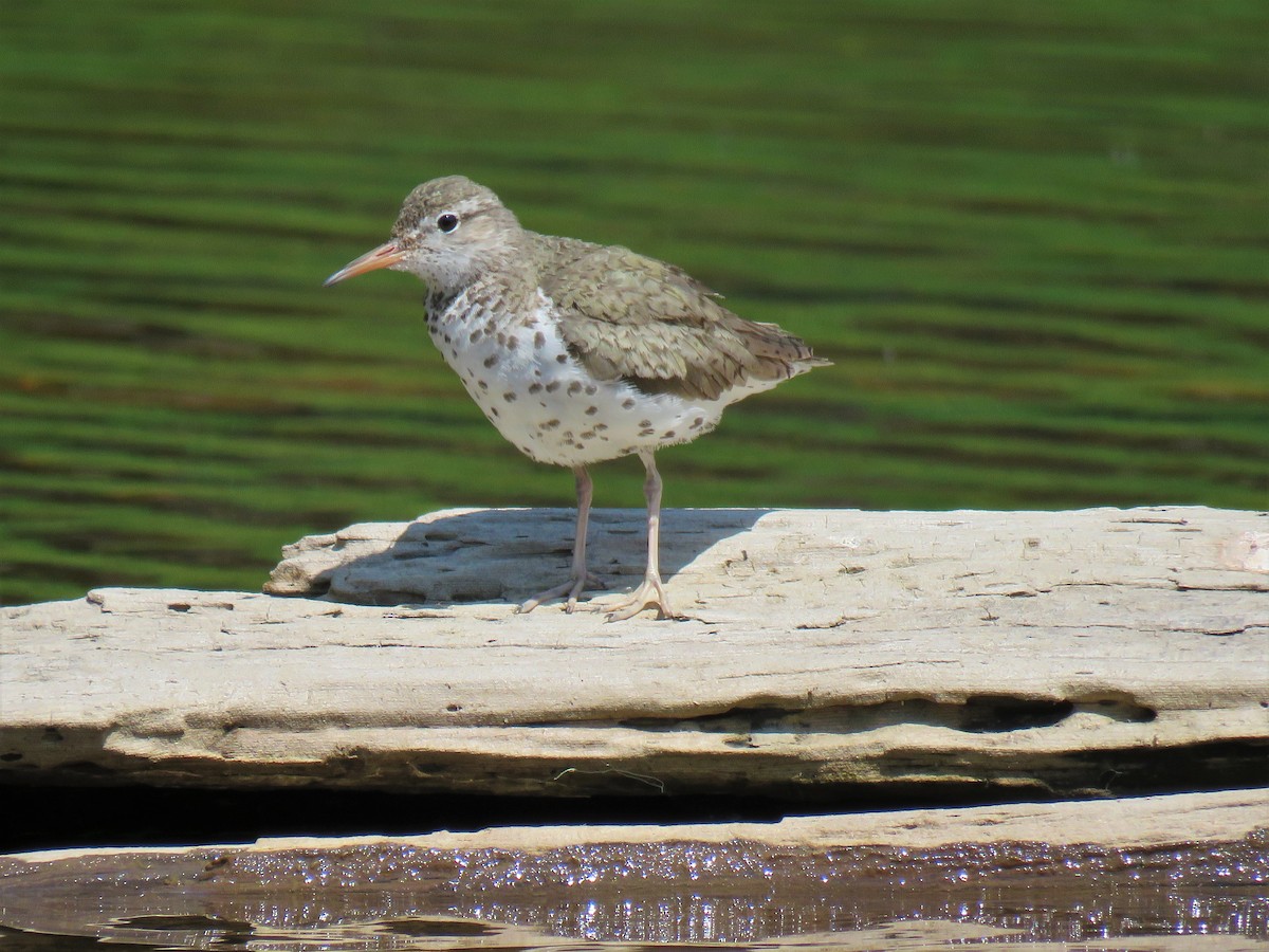 eBird Checklist - 26 Jul 2024 - Union Gap to Lake Janus (Snohomish Co ...