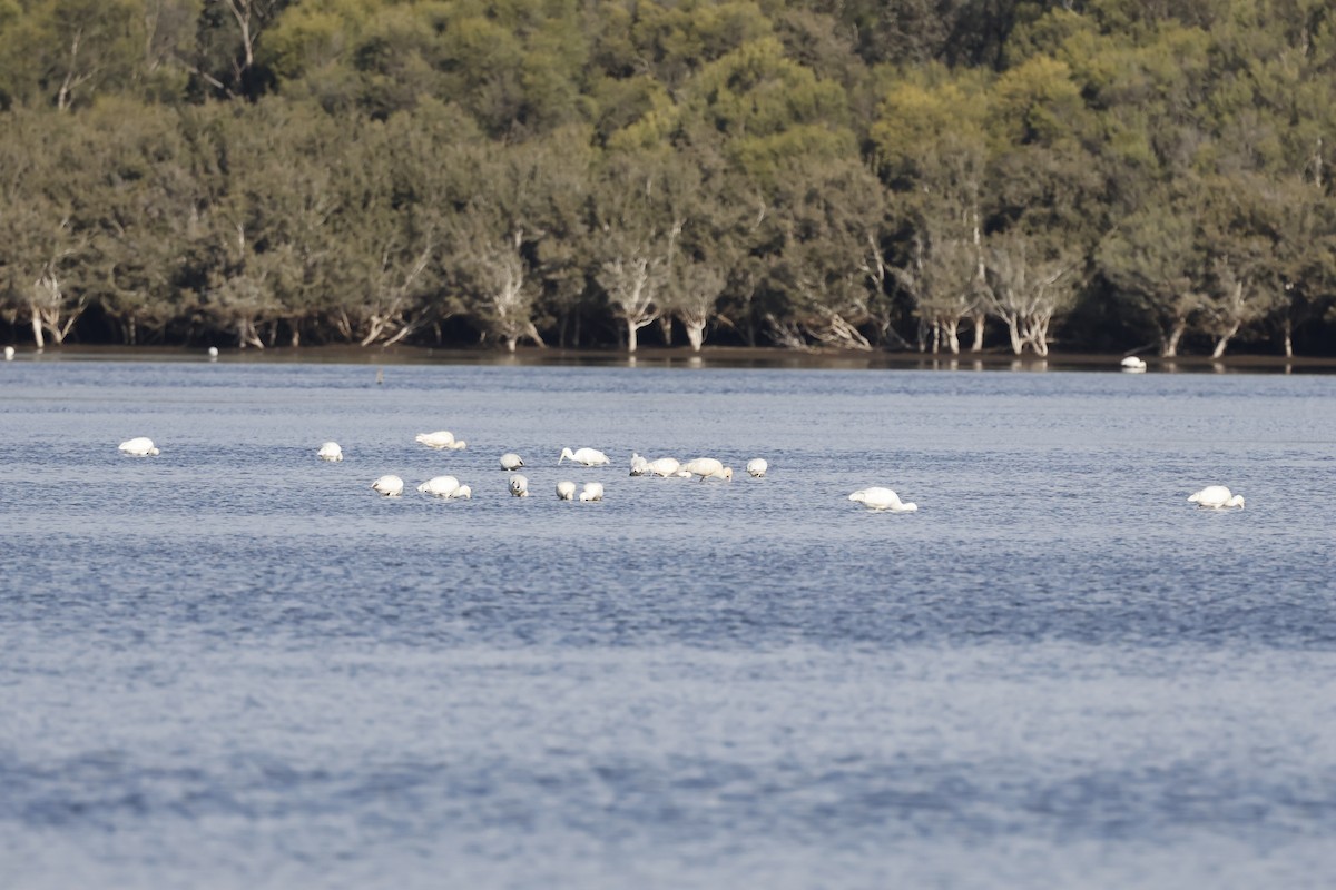 eBird Checklist - 2 Jul 2024 - Lake Muir Nature Reserve - 24 species