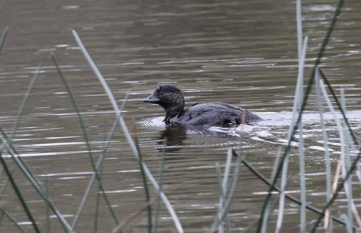 eBird Checklist - 6 Jul 2024 - Ranger Red’s Zoo - 18 species