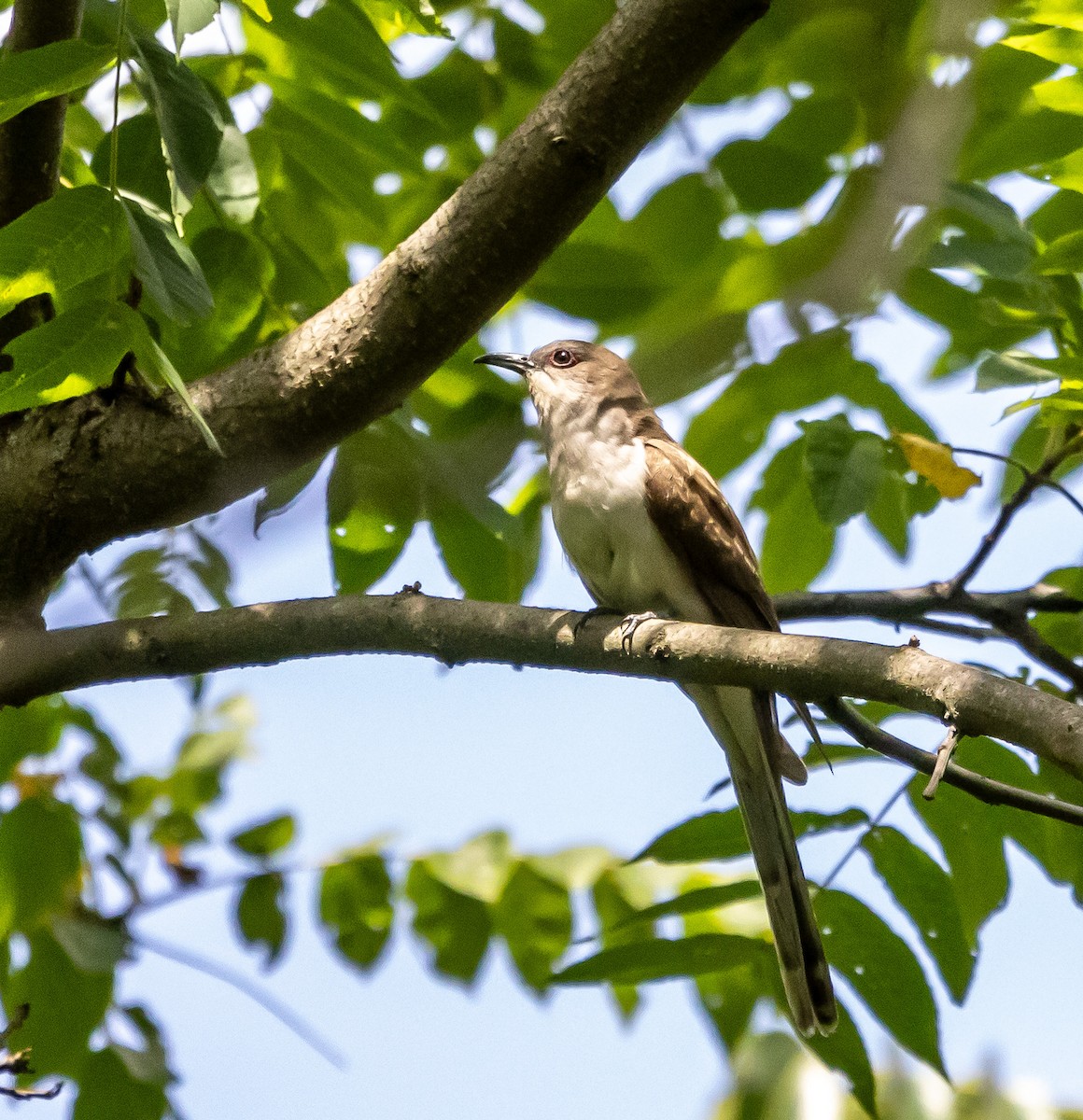 Pennsylvania Bird Atlas Checklist - 26 Jul 2024 - Barkley Church Rd ...