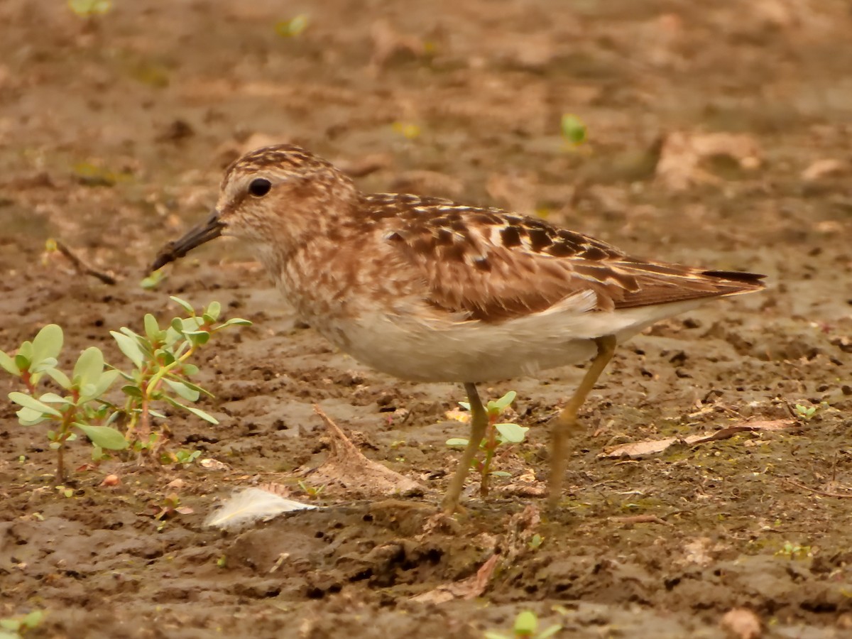 eBird Checklist - 26 Jul 2024 - Blacks Creek Bird Reserve - 30 species