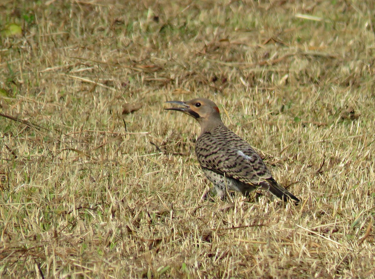 eBird Checklist - 27 Jul 2024 - Kettle Moraine Low Prairie SNA - 17 species