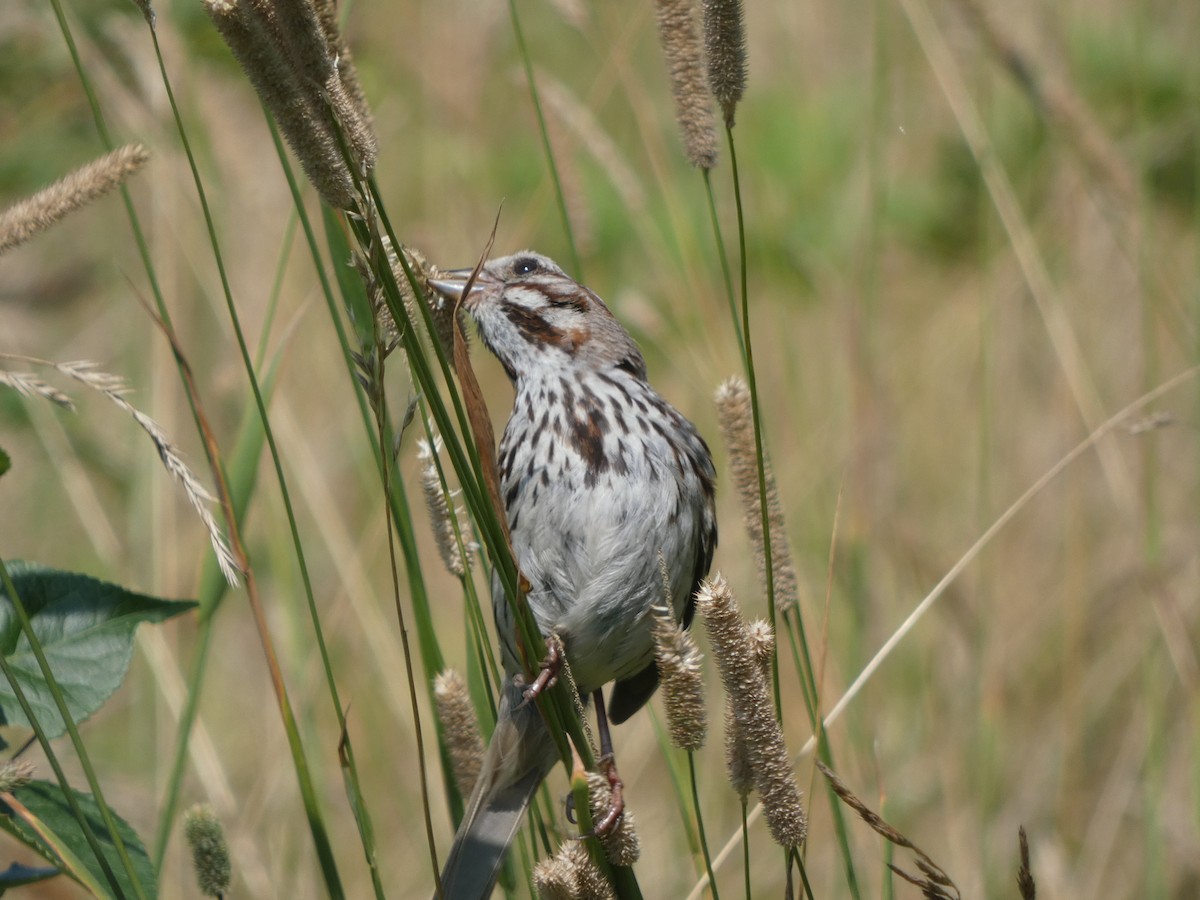 eBird Checklist - 27 Jul 2024 - Mitchell Field (HRLT), South Harpswell ...