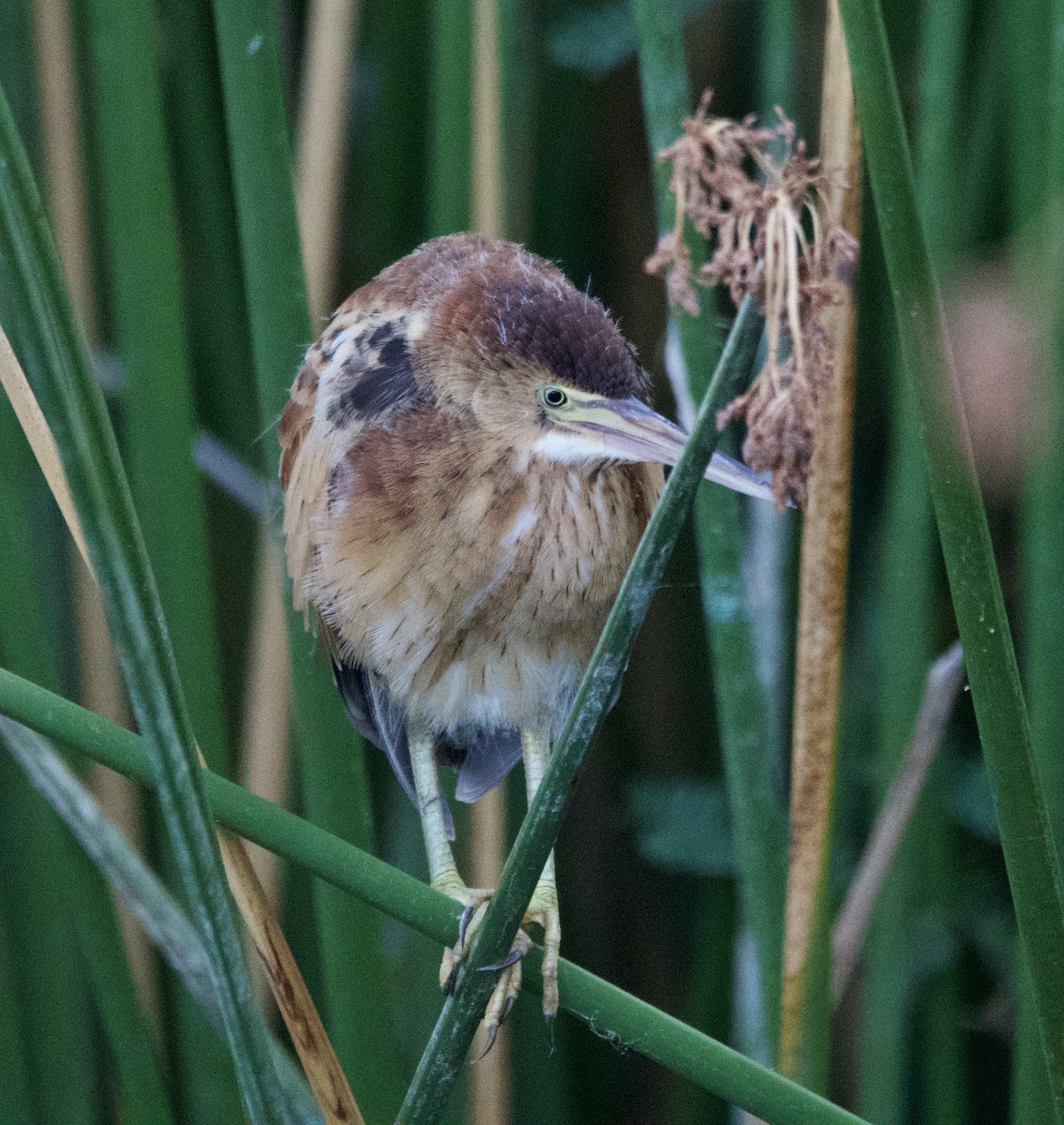 eBird Checklist - 27 Jul 2024 - Riparian Preserve at Gilbert Water ...