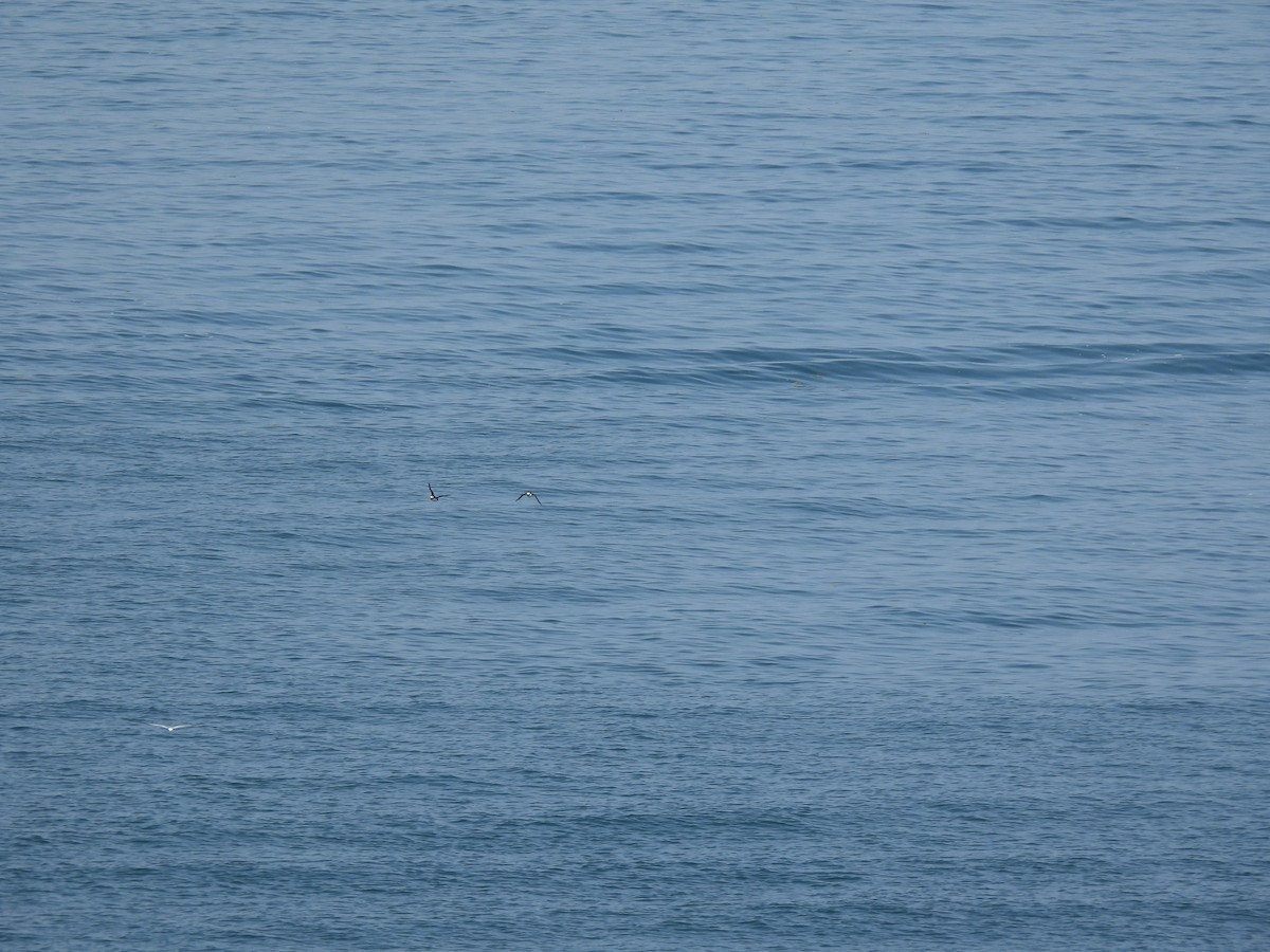 eBird Checklist - 27 Jul 2024 - Isles of Shoals--White and Seavey ...