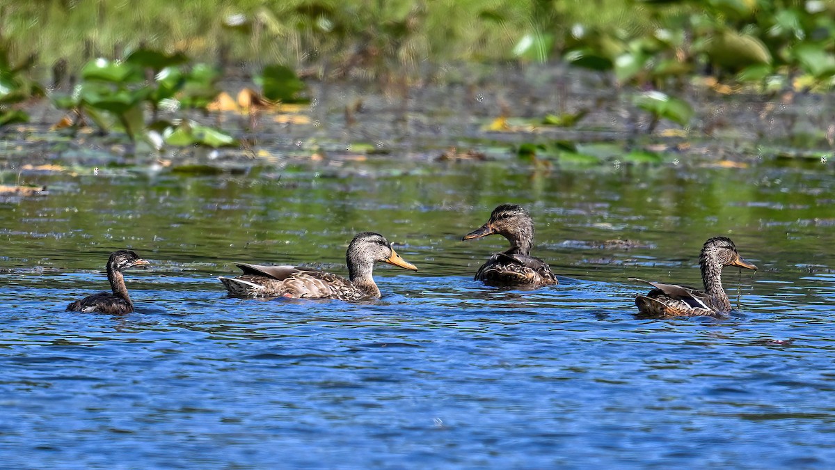 eBird Checklist - 27 Jul 2024 - Presque Isle SP--Gull Pt. - 49 species