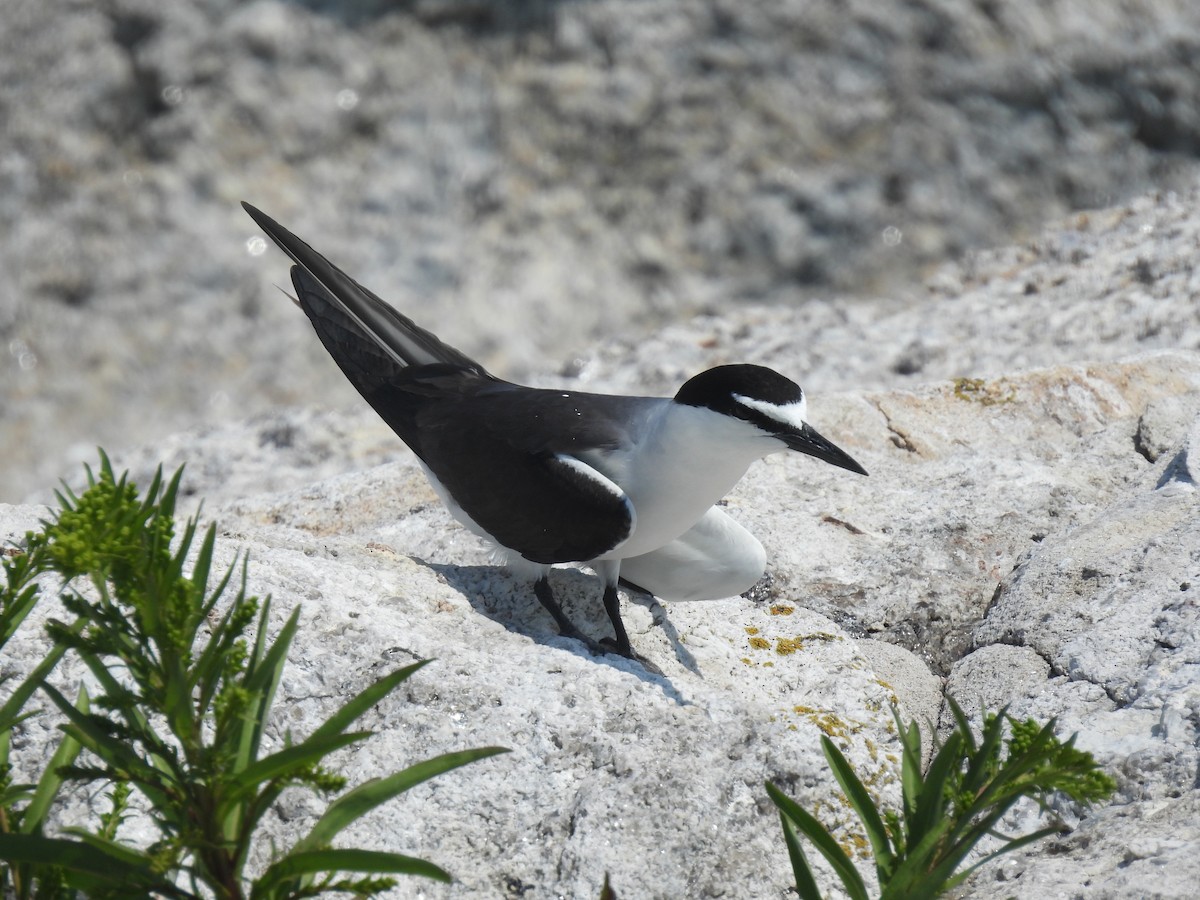 eBird Checklist - 27 Jul 2024 - Isles of Shoals--White and Seavey ...