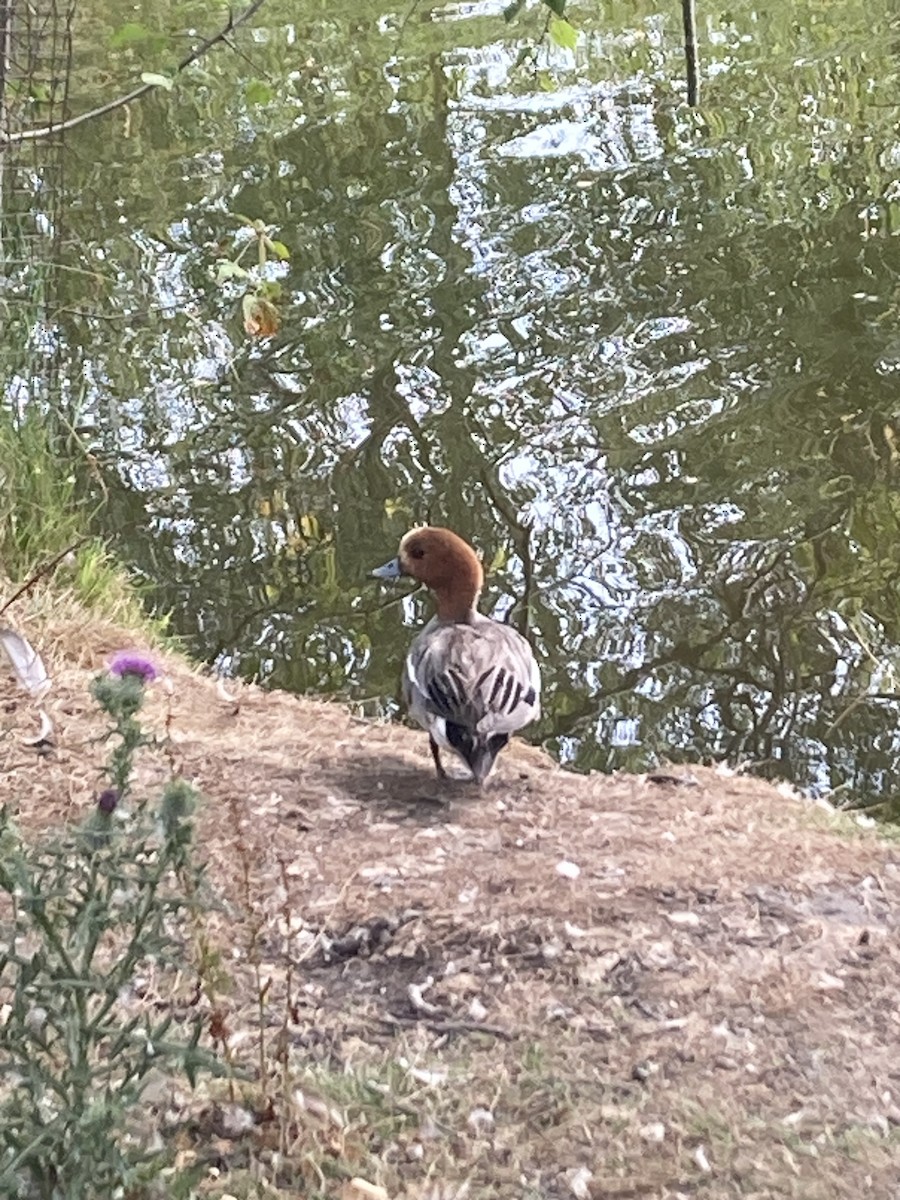 eBird Checklist - 27 Jul 2024 - Reifel Bird Sanctuary - 54 species (+1 ...