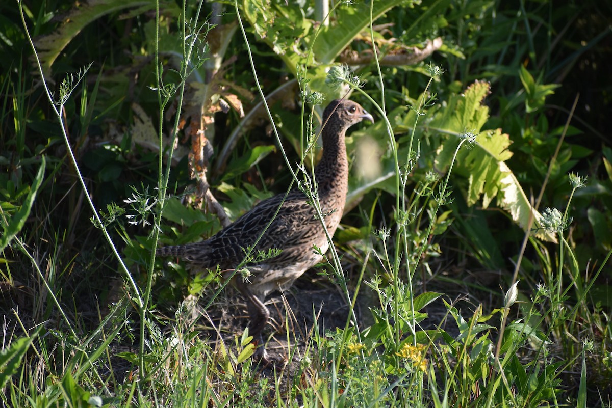 eBird Checklist - 27 Jul 2024 - Killdeer Plains Wildlife Area (Wyandot ...