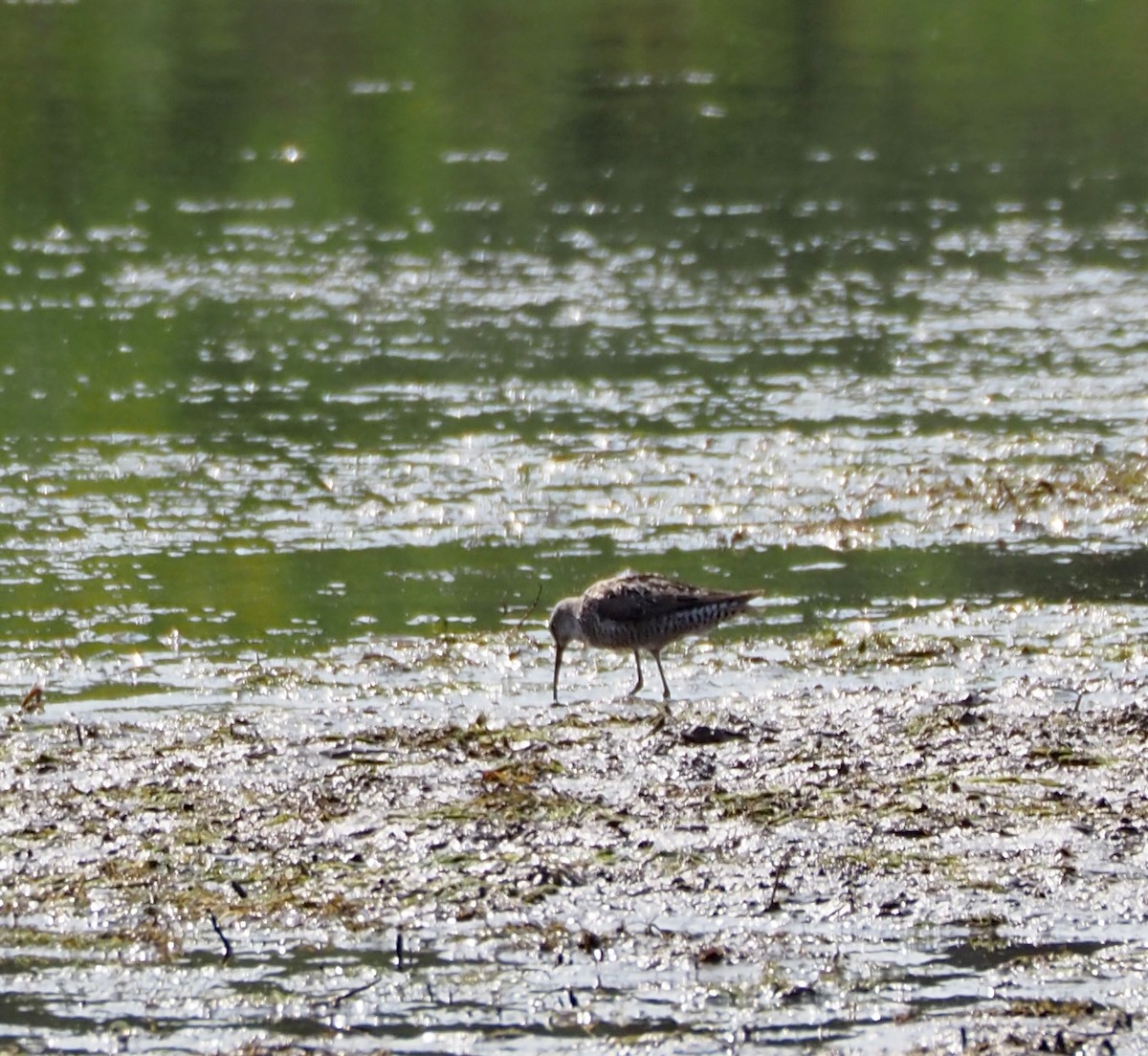 Pennsylvania Bird Atlas Checklist - 27 Jul 2024 - Donegal Lake - 24 ...
