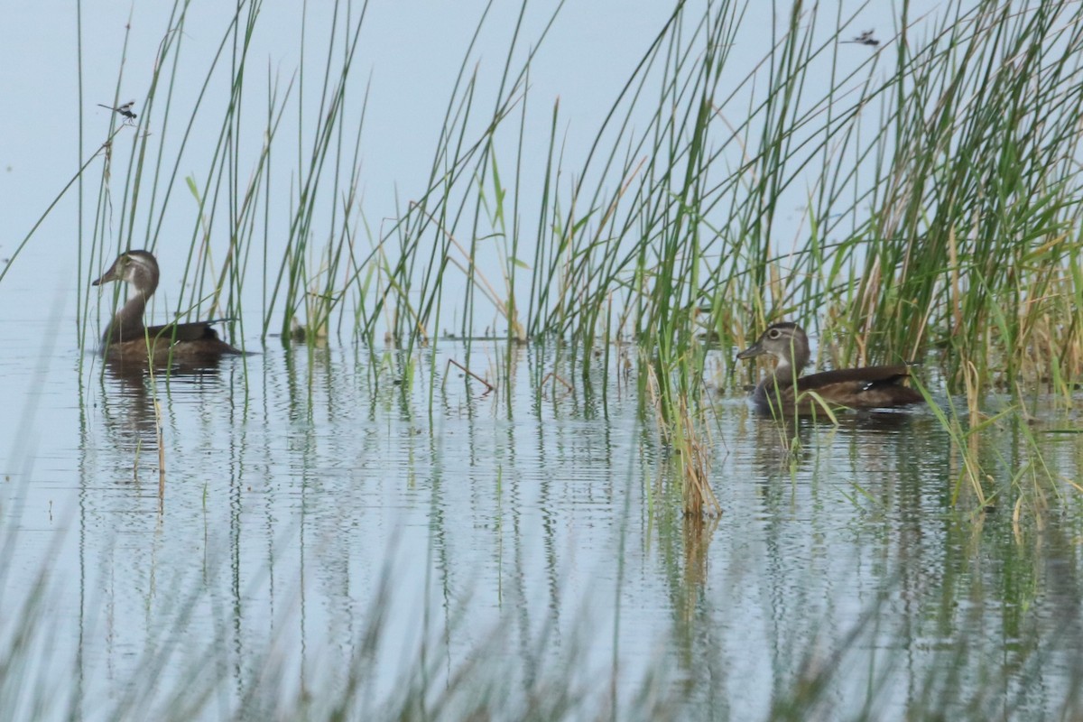 eBird Checklist - 26 Jul 2024 - **Back Bay NWR - 40 species