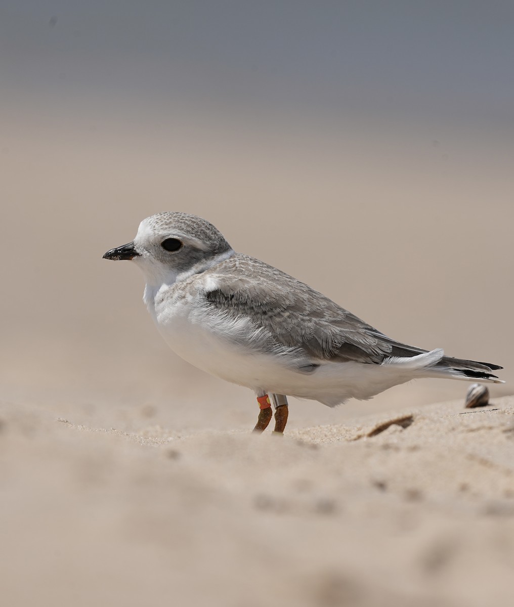 eBird Checklist - 27 Jul 2024 - Miller Beach, Lake Street - 6 species
