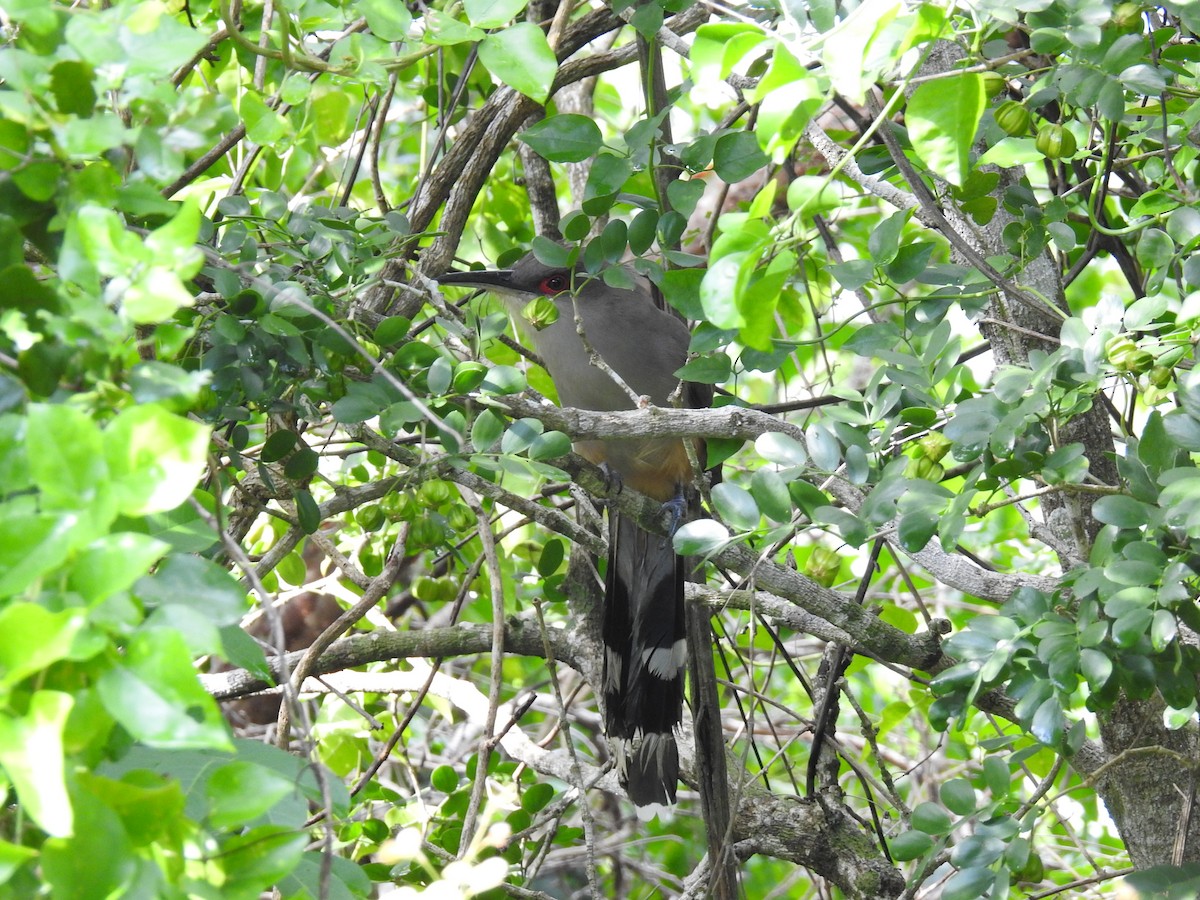 eBird Checklist - 16 Jul 2024 - P.N. del Este - 30 species