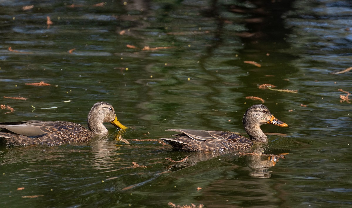 ML621932195 - Mexican Duck - Macaulay Library