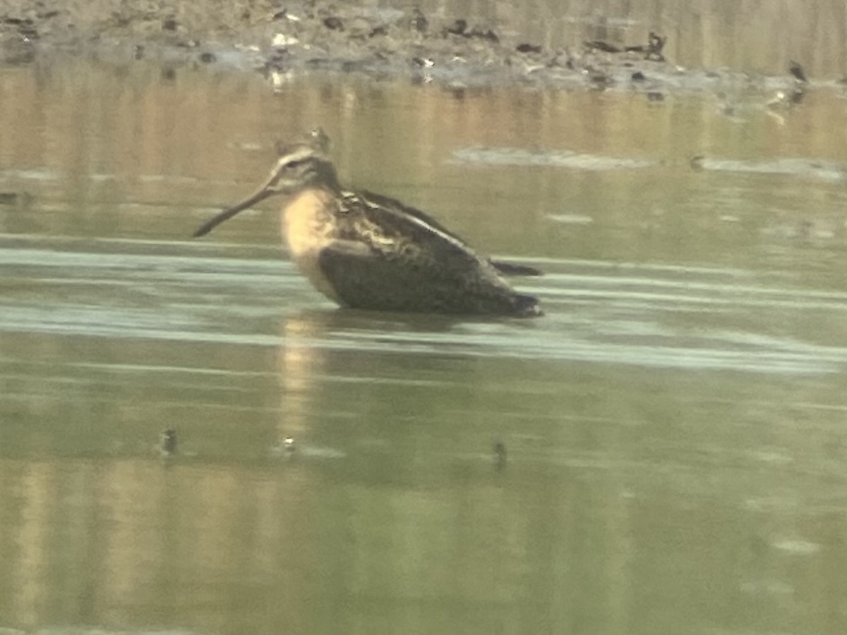 eBird Checklist - 28 Jul 2024 - Marsh Wren Community Wetlands - 28 species