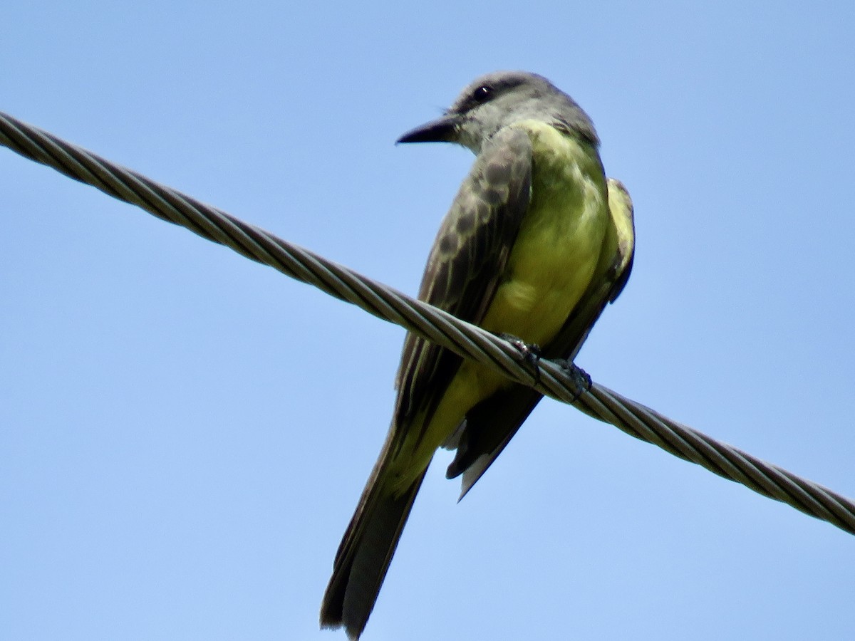 eBird Checklist - 28 Jul 2024 - Skelton Dam - 6 species