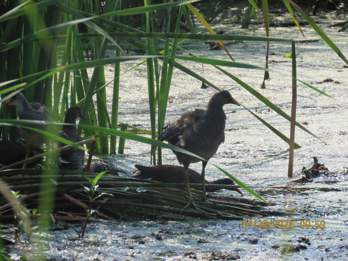 eBird Checklist - 28 Jul 2024 - Donnelley WMA (partial fall and winter ...