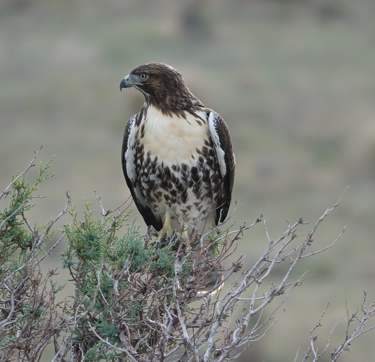 eBird Checklist - 28 Jul 2024 - Separ Rd, Silver City US-NM 32.51930 ...
