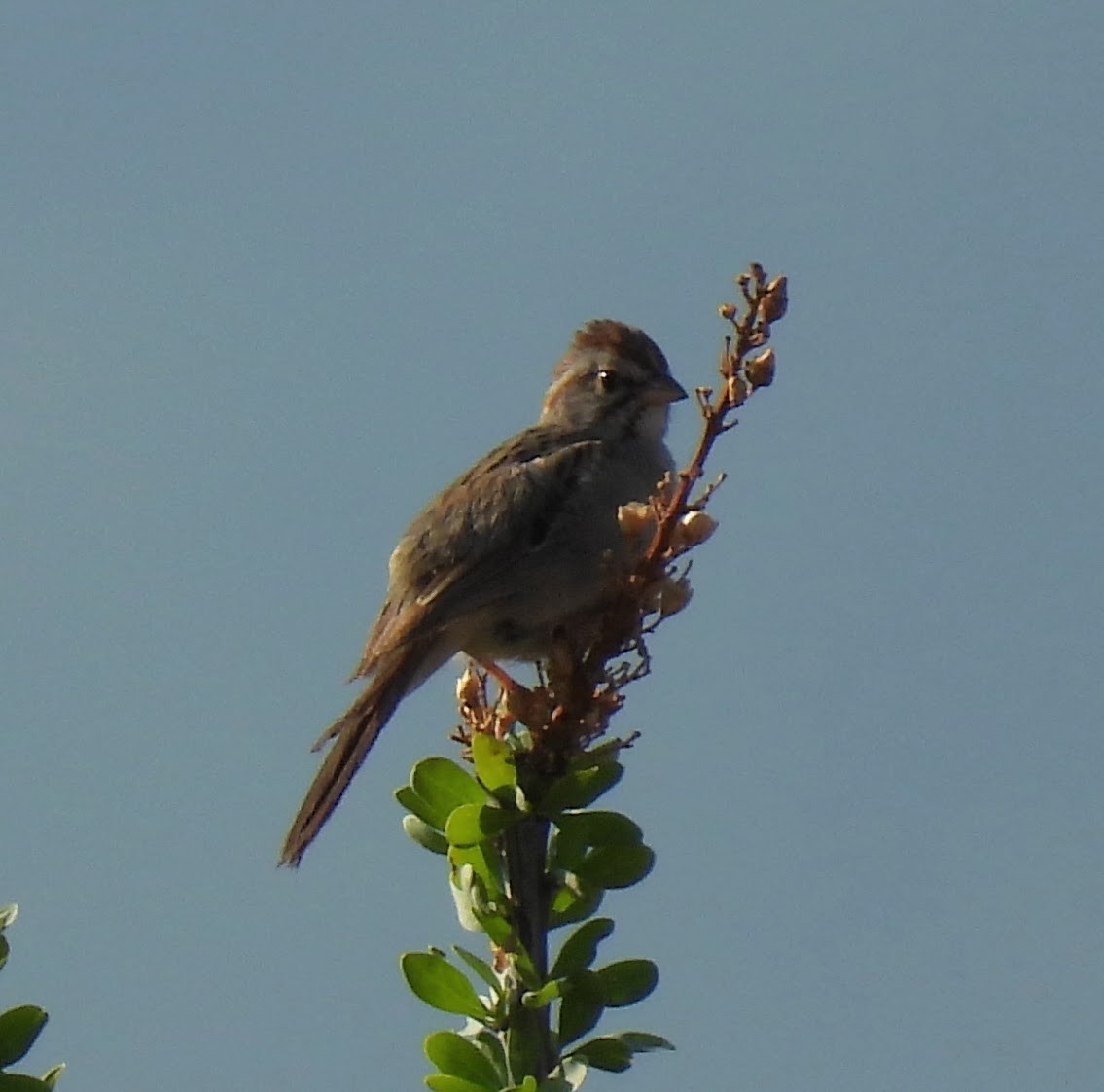 eBird Checklist - 28 Jul 2024 - 915 West Continental Road, Green Valley ...