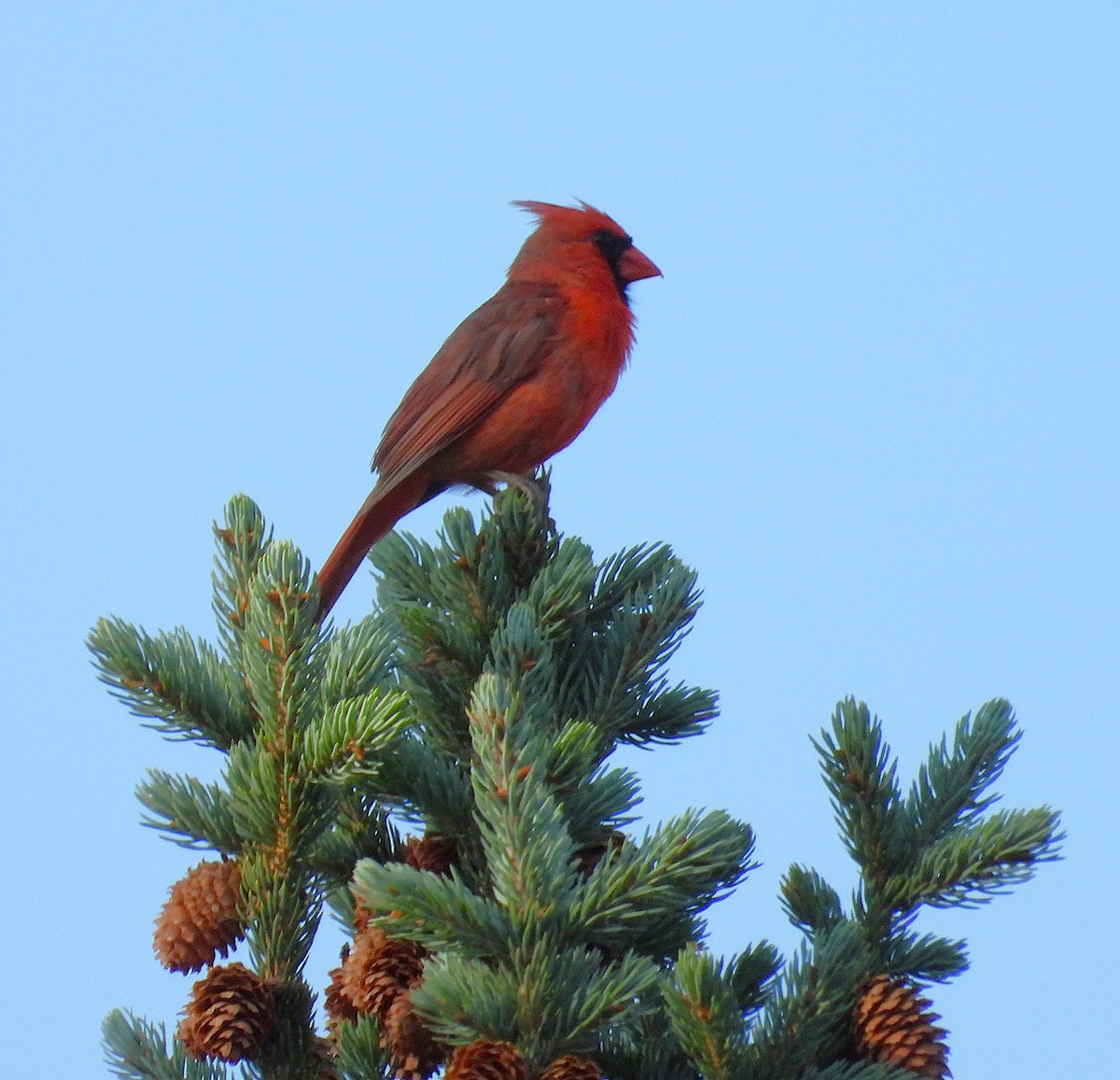 eBird Checklist - 28 Jul 2024 - 2215 Linden Avenue, Boulder, Colorado ...