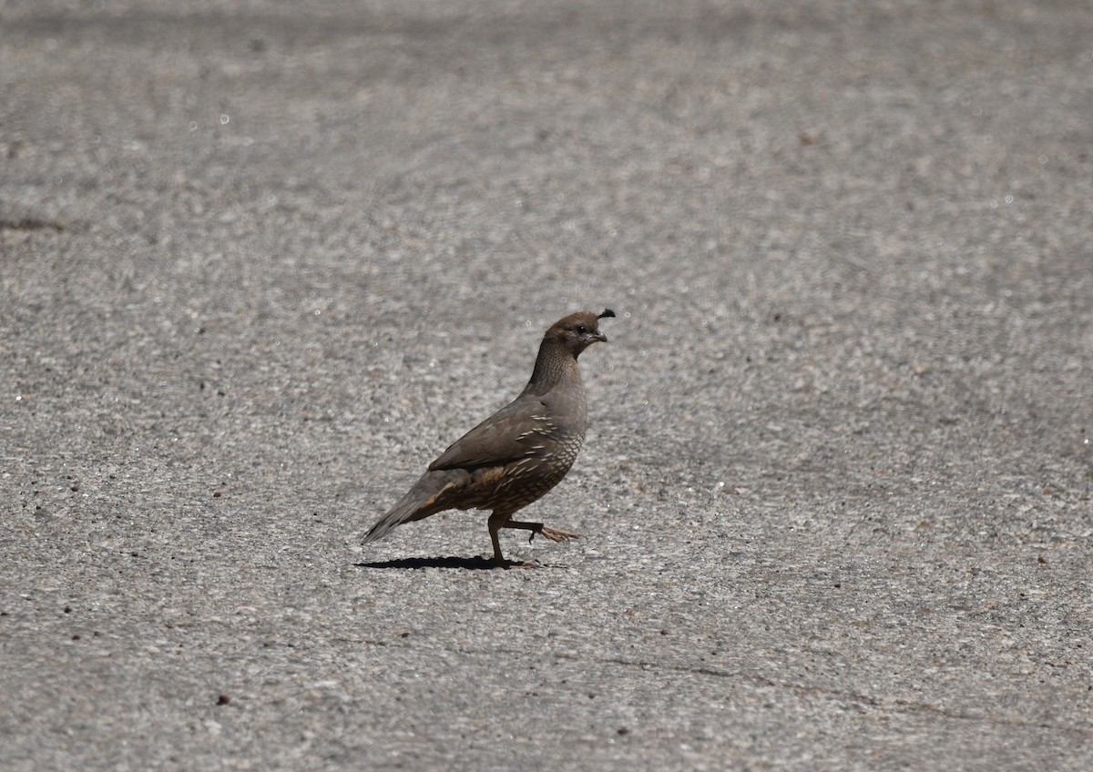 eBird Checklist - 27 Jul 2024 - Tehachapi Mountain Park - 34 species