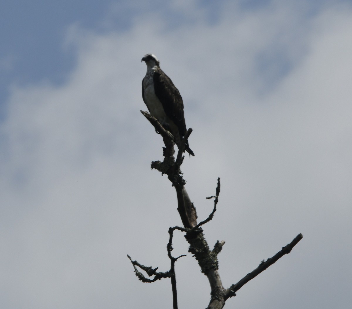 eBird Checklist - 28 Jul 2024 - Cheat Bridge - 14 species