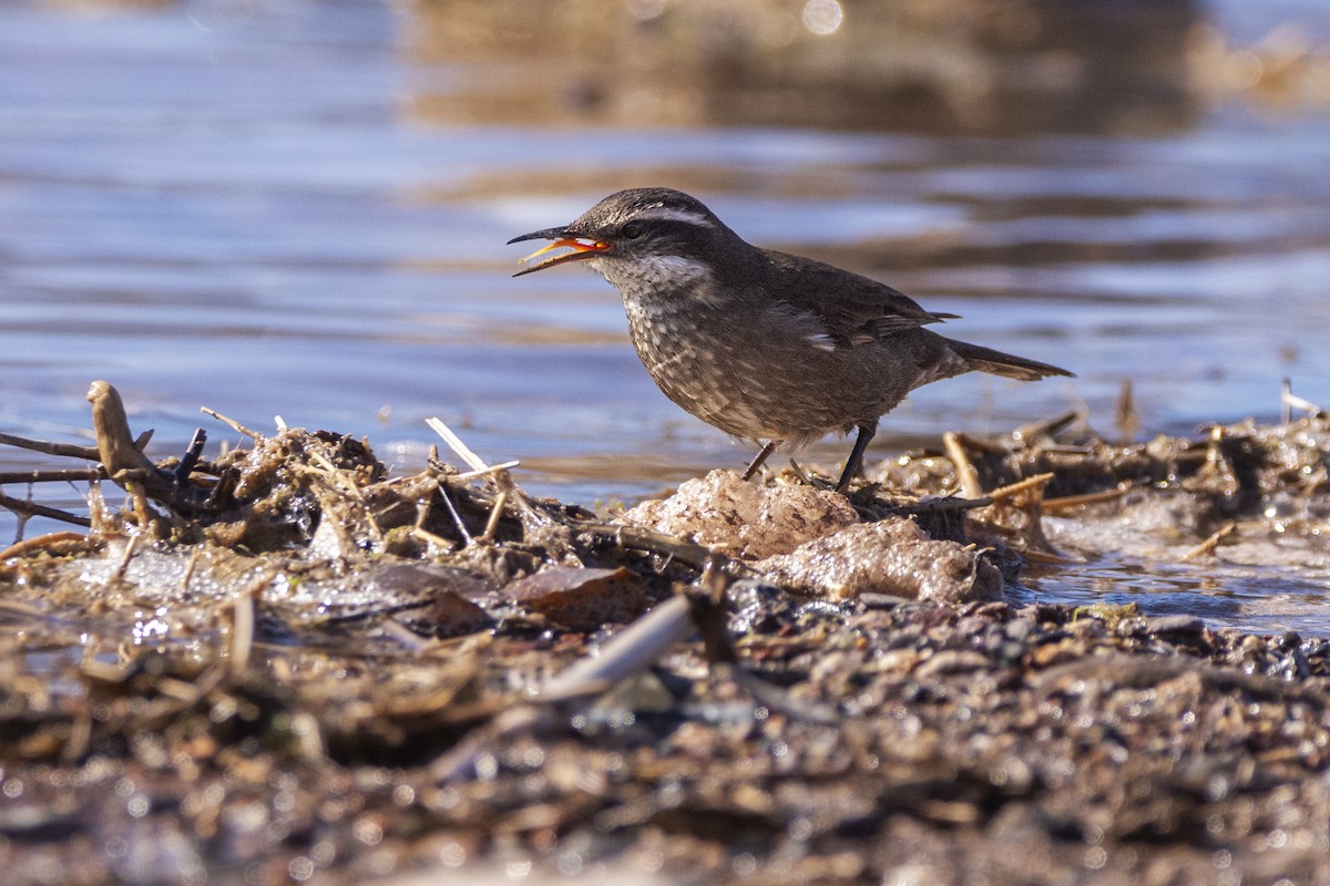 ML621956336 - Gray-flanked Cinclodes - Macaulay Library