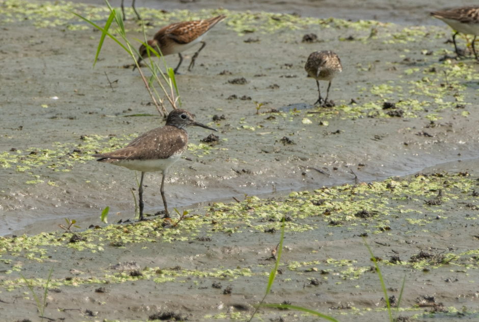 eBird Checklist - 28 Jul 2024 - John Heinz NWR--impoundment (Philadelphia Co.) - 40 species