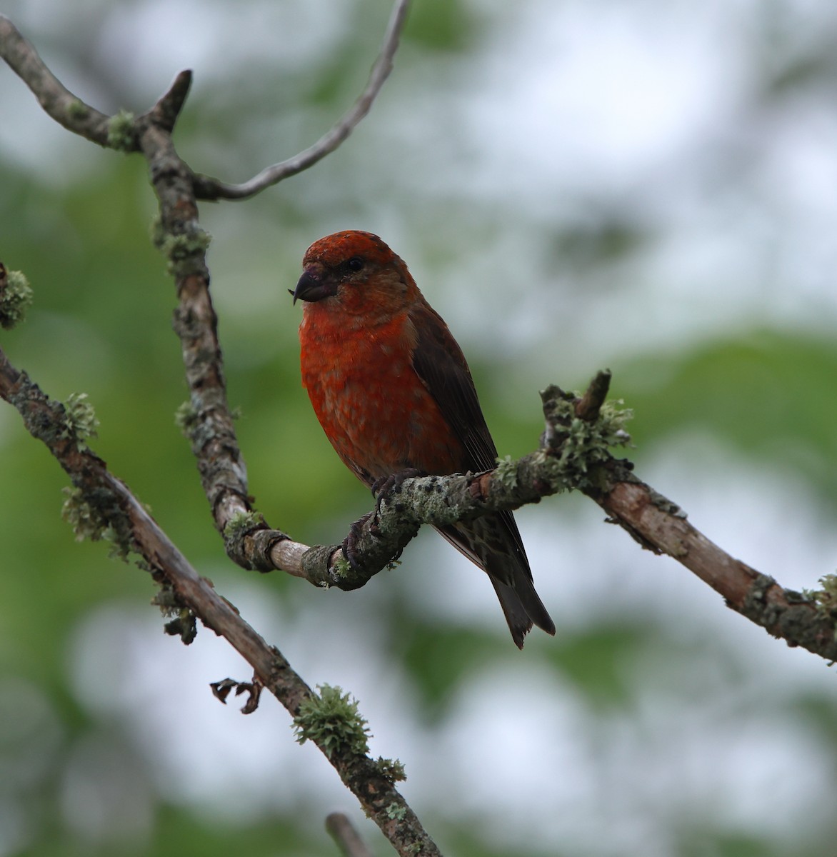 eBird Checklist - 28 Jul 2024 - Pisgah NF--Carvers Gap - 10 species