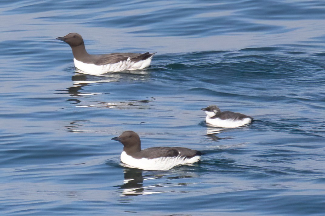 eBird Checklist - 26 Jul 2024 - Blacks Harbour-Grand Manan Ferry - 5 ...