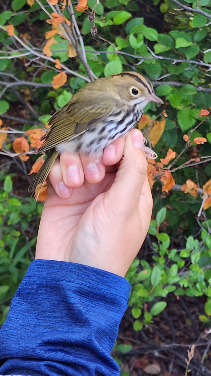 eBird Checklist - 28 Jul 2024 - Mackenzie--Mugaha Marsh - 17 species