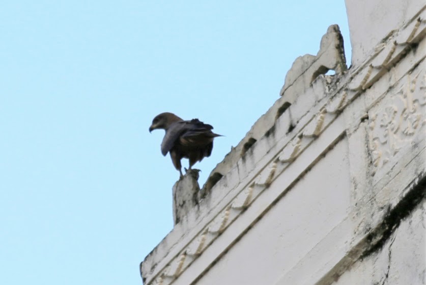 eBird Checklist - 6 Oct 2018 - City Palace, Udaipur - 5 species