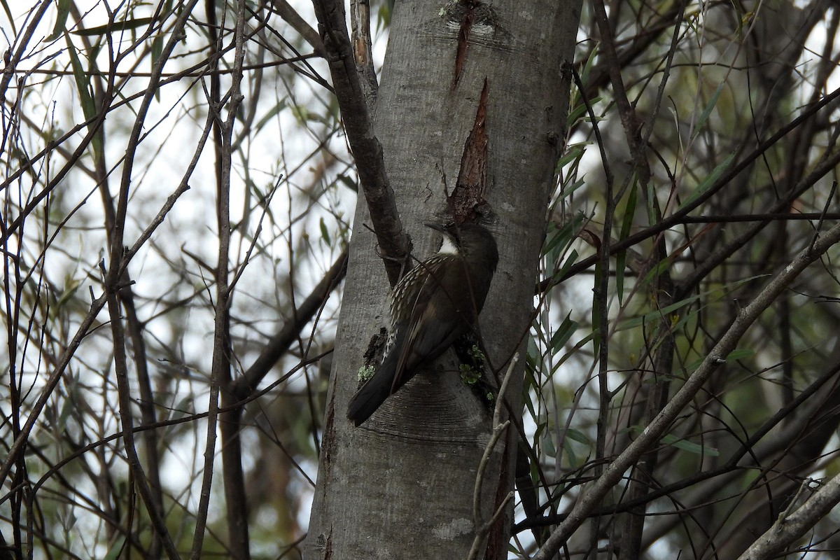 eBird Checklist - 28 Jul 2024 - Red Hill (Restricted access) Tingha ...