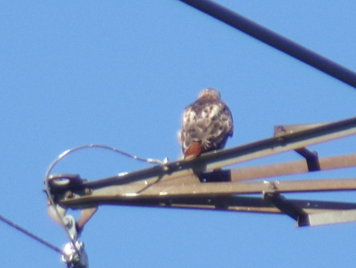 eBird Checklist - 5 Jul 2024 - Arlene Shoemaker Forest Preserve - 28 ...