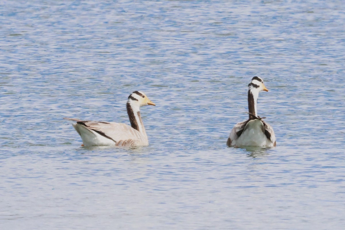 Taiwan Bird Atlas Checklist - 10 Jun 2024 - Ugii Lake, Ugiinuur ...