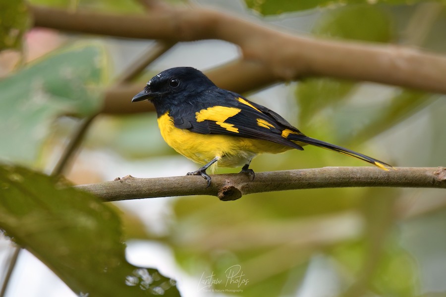 Scarlet Minivet (Philippine Yellow) - eBird