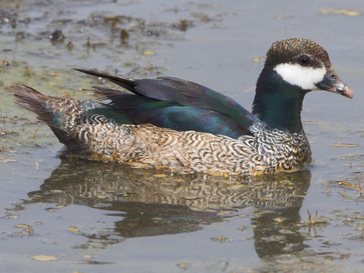 Photos - Green Pygmy-Goose - Nettapus pulchellus - Birds of the World