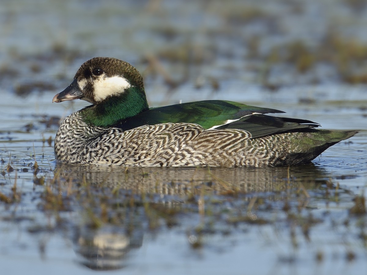 Photos - Green Pygmy-Goose - Nettapus pulchellus - Birds of the World