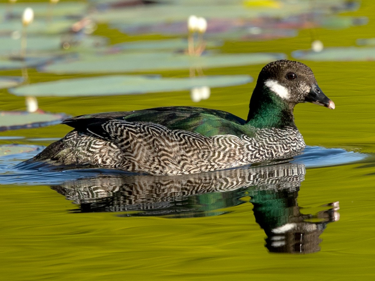 Photos - Green Pygmy-Goose - Nettapus pulchellus - Birds of the World