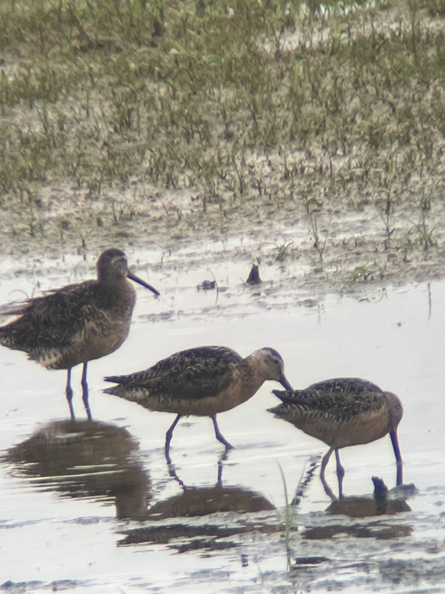 eBird Checklist - 29 Jul 2024 - Fowler Rd. Irrigation Pond - 50 species ...
