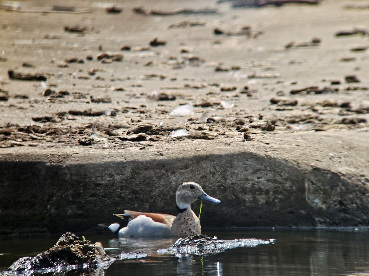 eBird Checklist - 28 Jul 2024 - Watchung Lake - 5 species (+1 other taxa)