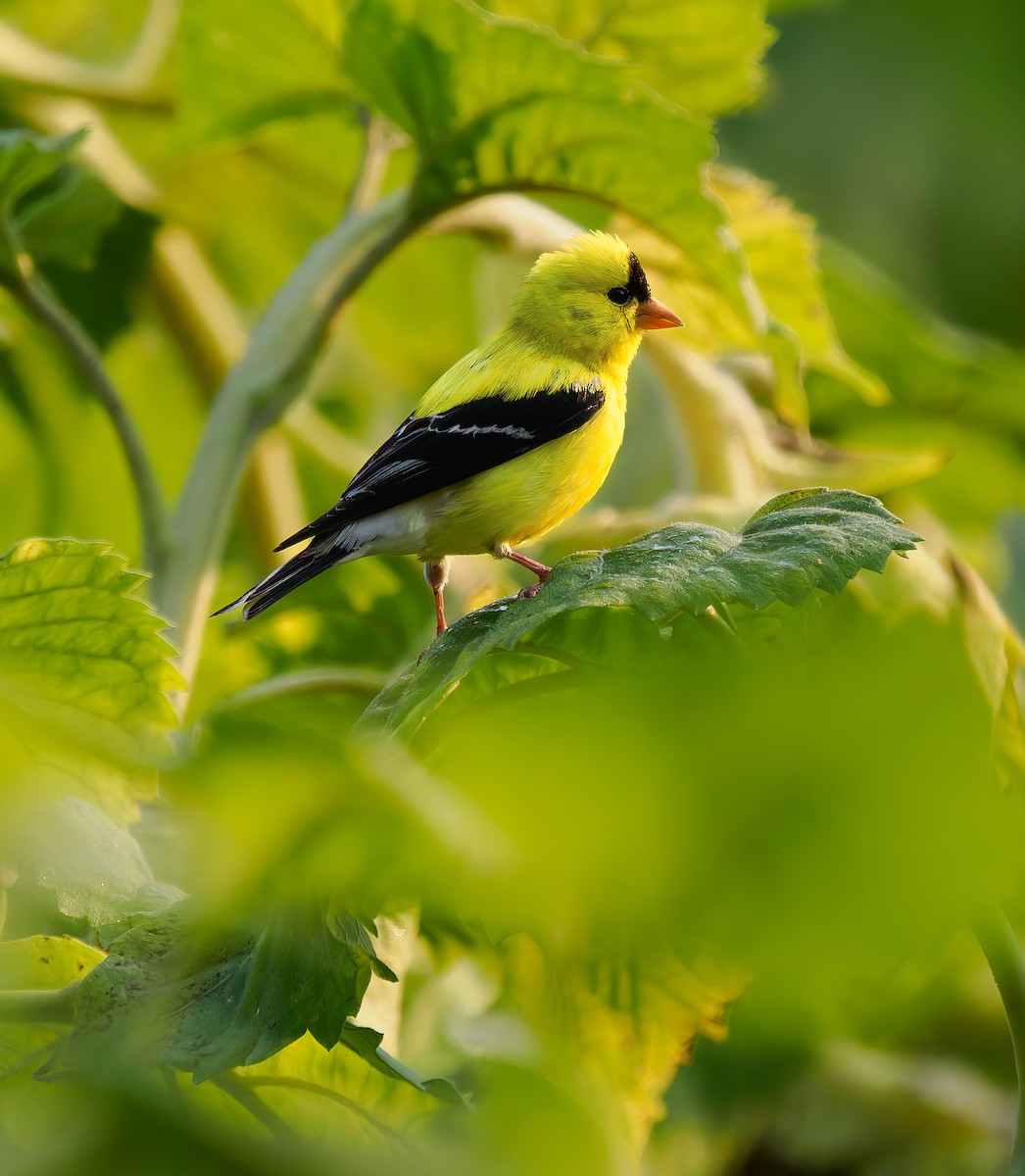 eBird Checklist - 29 Jul 2024 - C&O Canal--Sycamore Landing - 20 species