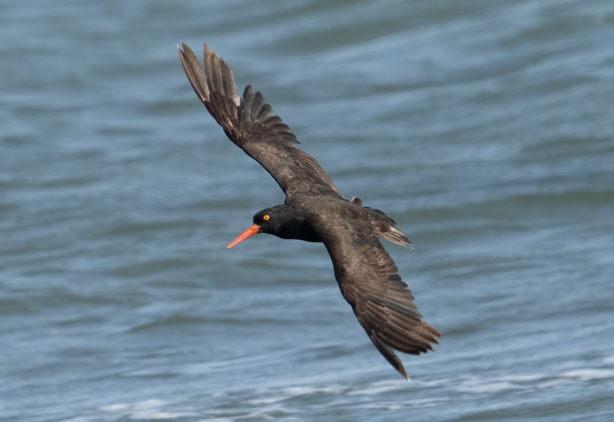 eBird Checklist - 28 Jul 2024 - Elsie Roemer Bird Sanctuary - 23 species