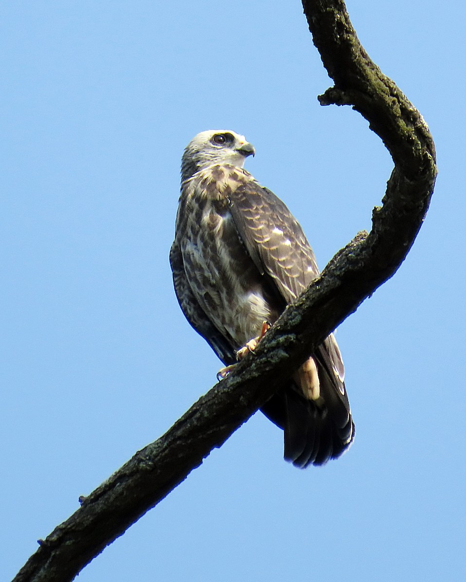 eBird Checklist - 29 Jul 2024 - Welsh Park, Rockville - 1 species