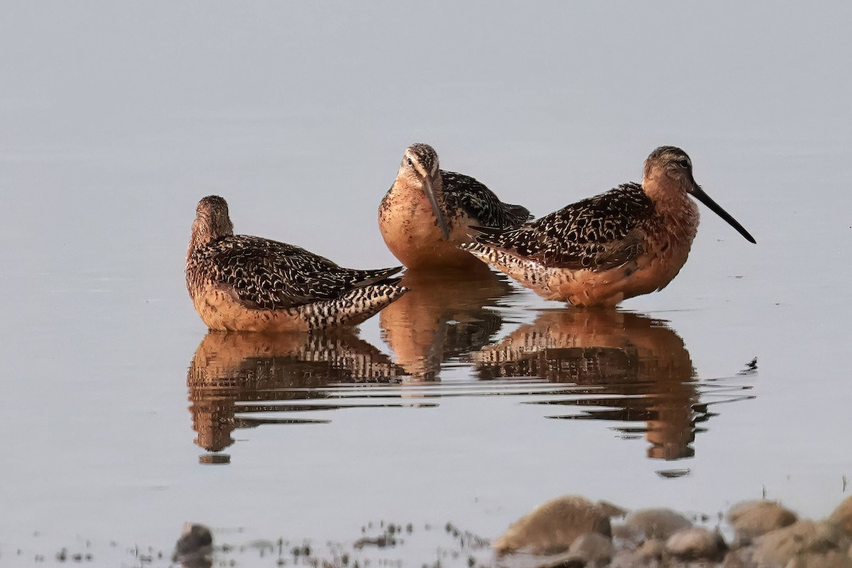 eBird Checklist - 29 Jul 2024 - Job Corps Ponds - 11 species