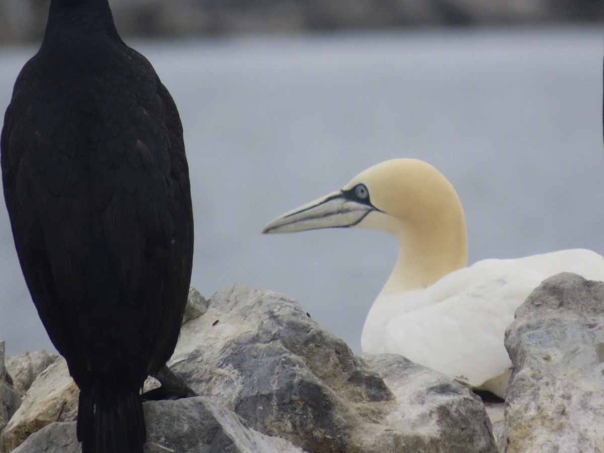 eBird Checklist - 28 Jul 2024 - Pillar Point Harbor - 9 species