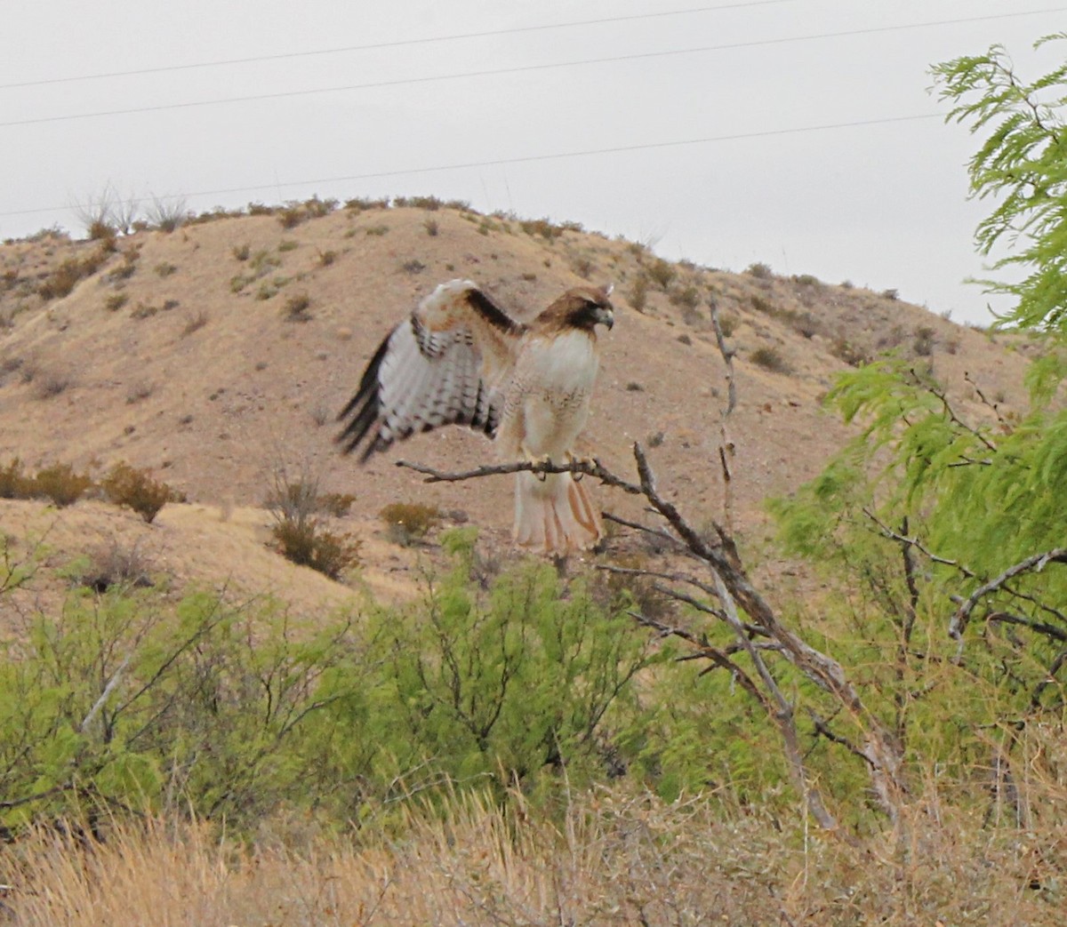 eBird Checklist - 8 Mar 2018 - Big Bend NP--Sam Nail Ranch - 4 species
