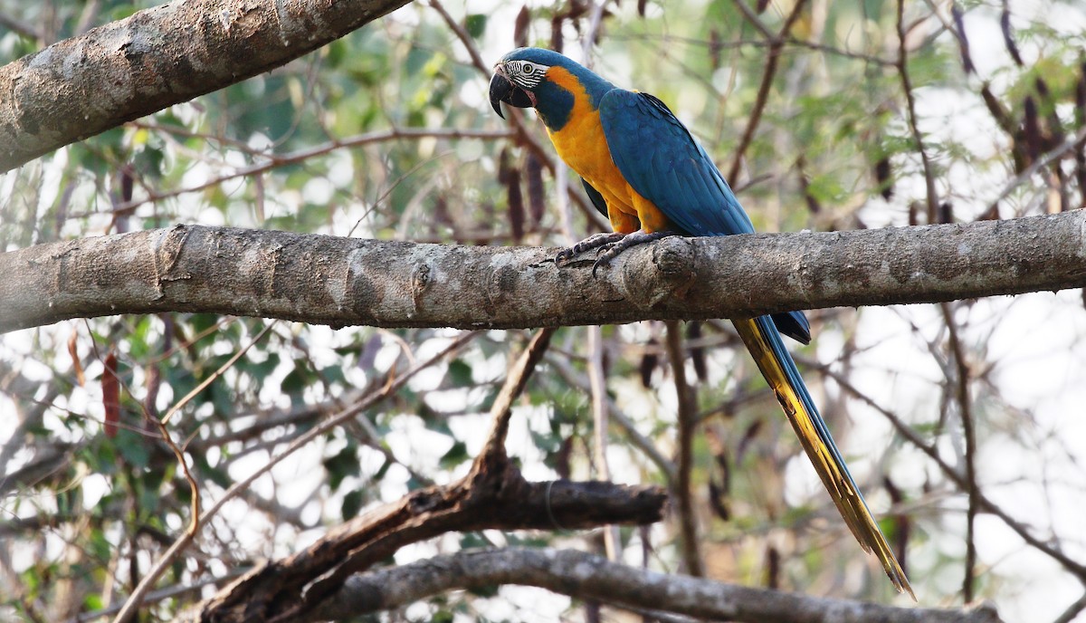 ML621986537 - Blue-throated Macaw - Macaulay Library